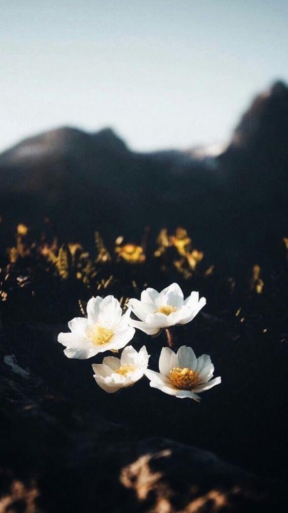 🔥 [20+] Authentic Wallpapers | WallpaperSafari