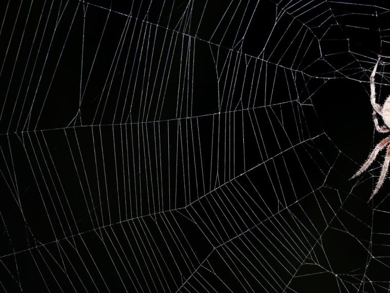 🔥 [63+] Spiderweb Backgrounds | WallpaperSafari