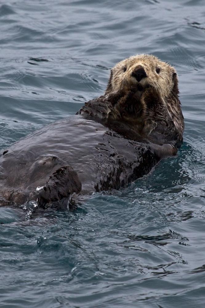 🔥 [30+] Otter iPhone Wallpapers | WallpaperSafari