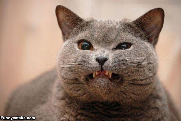 🔥 [50+] Angry Cat Free Desktop Wallpapers | WallpaperSafari