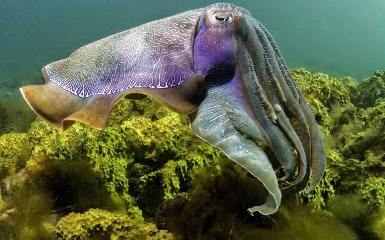 🔥 [130+] HD Octopus Wallpapers | WallpaperSafari