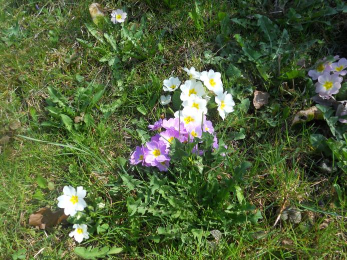 🔥 [40+] Victorian Spring Wallpapers | WallpaperSafari