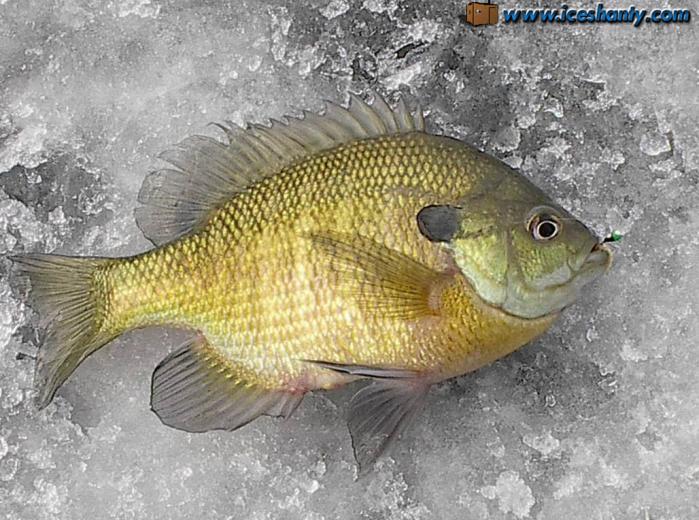 🔥 [40+] Bluegill Wallpapers | WallpaperSafari