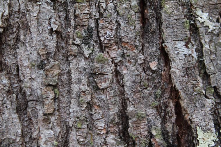 🔥 [50+] Real Birch Bark Wallpapers | WallpaperSafari