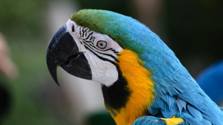 🔥 [50+] Beautiful Exotic Birds Photos Wallpapers | WallpaperSafari