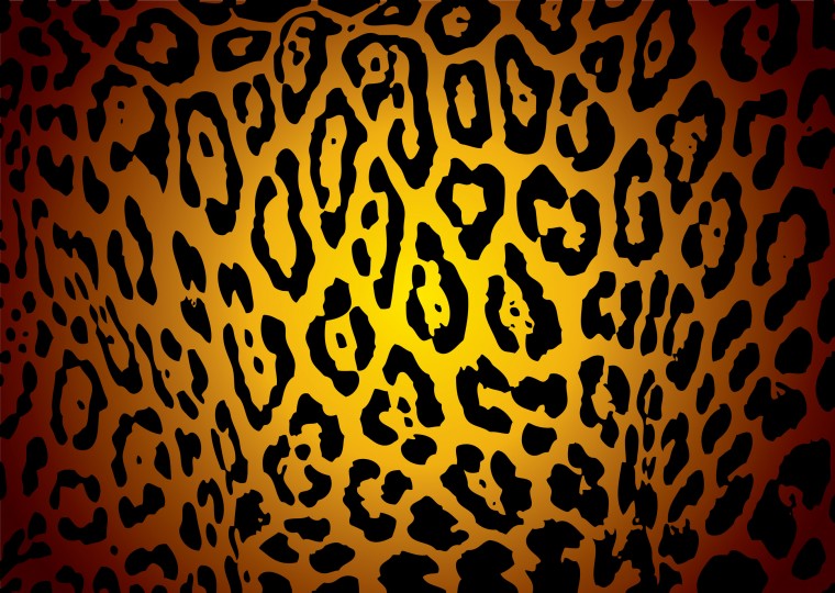🔥 [130+] HD Leopard Wallpapers | WallpaperSafari