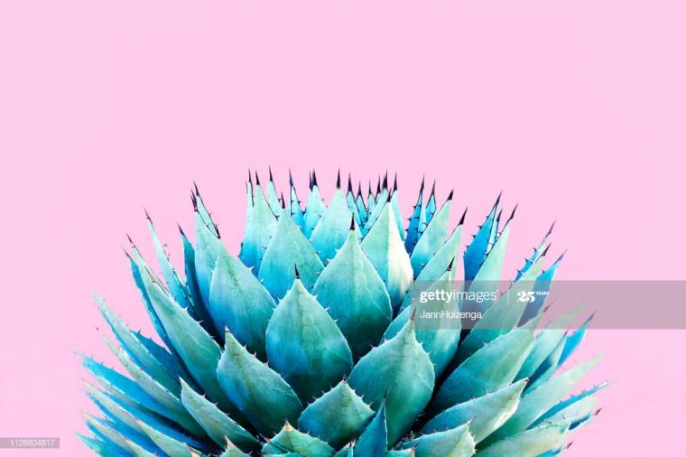 🔥 [10+] Agave Backgrounds | WallpaperSafari