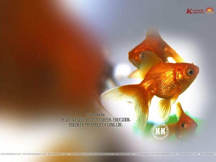 🔥 [50+] Feng Shui Desktop Wallpapers | WallpaperSafari