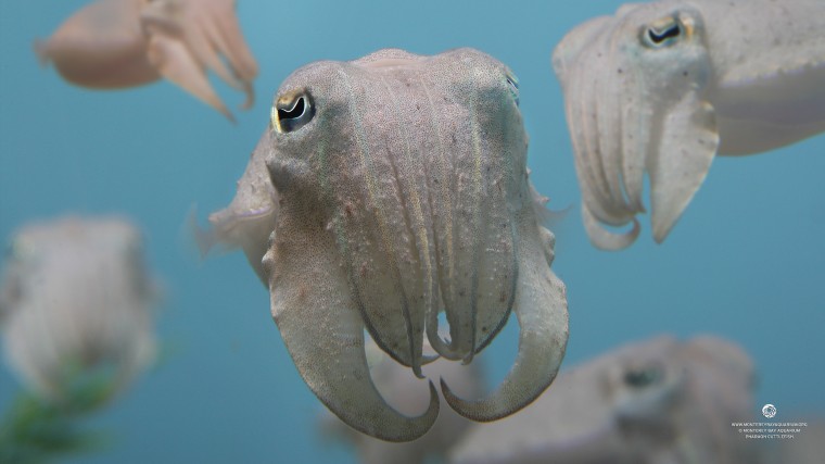 🔥 [70+] Cuttlefish Wallpapers | WallpaperSafari