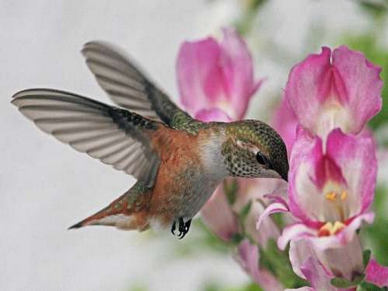 🔥 Free Download Hummingbird Hd Wallpaper High Definition Iphone by ...