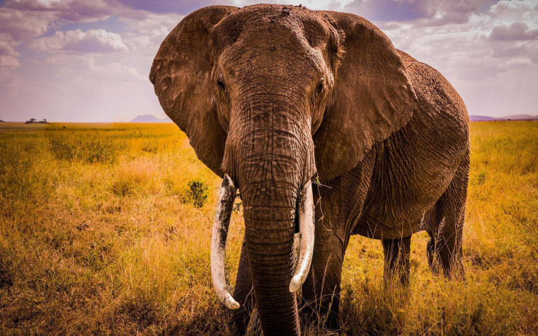 🔥 Free Download Animal Planet African Elephant Wallpaper by @kathleenn ...
