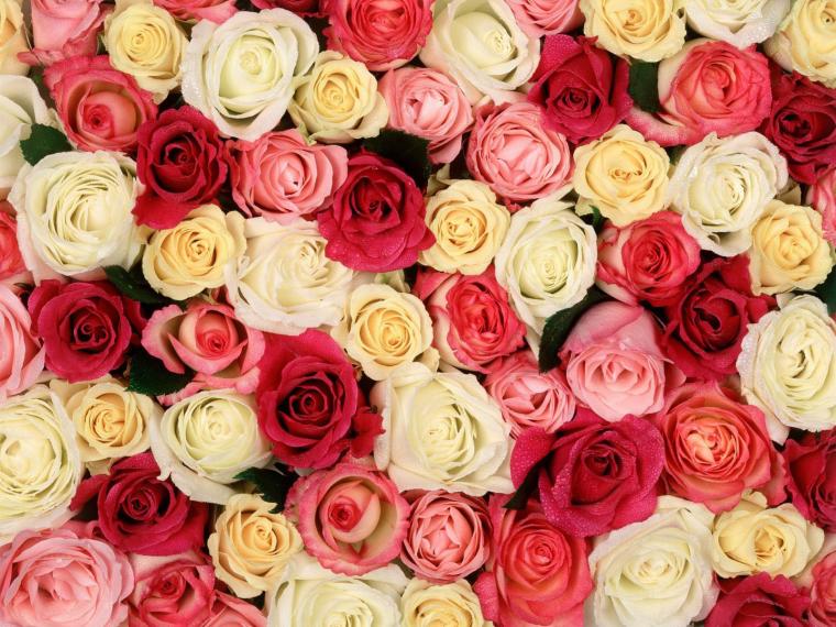 Free download Roses Background Gallery Yopriceville High Quality ...