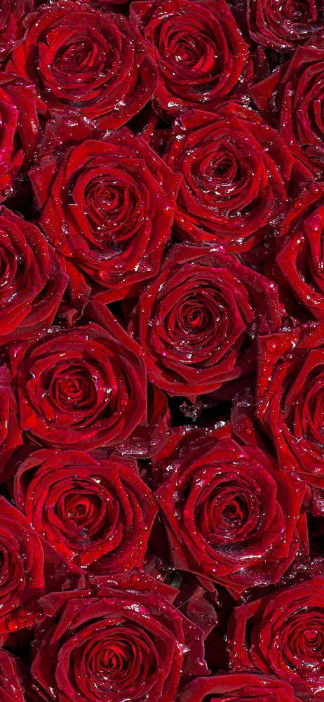 🔥 [40+] Red Rose Aesthetic Wallpapers | WallpaperSafari