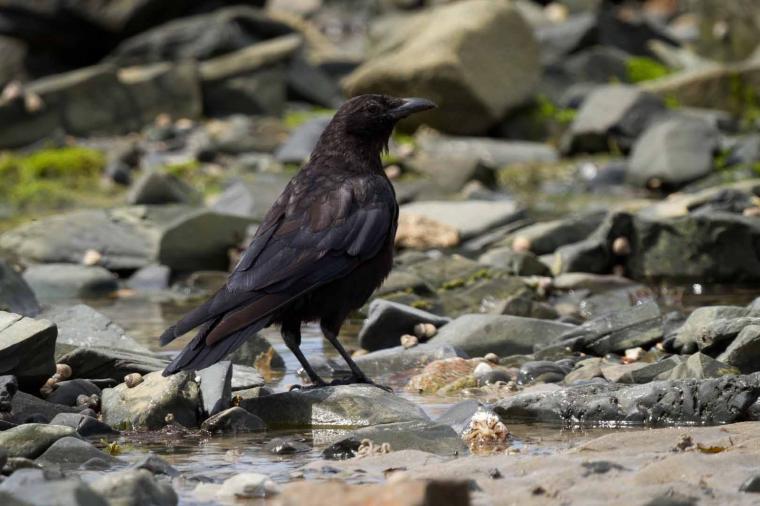 🔥 Free Download Grunge Crow Iphone Hd Wallpaper by @jlynch8 ...