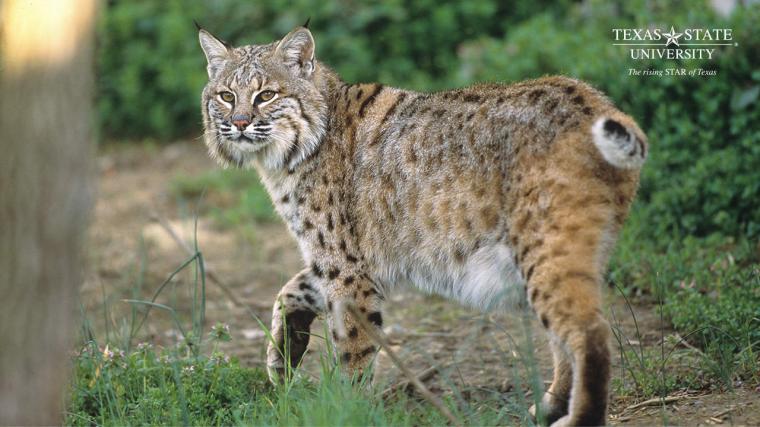 🔥 Free Download Bobcats Hd Desktop Wallpaper 4k by @edwinadams ...