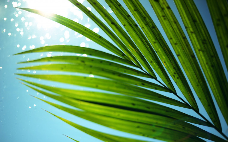 🔥 Free Download Desktop Palm Tree Hd Wallpaper by @davidb80 ...
