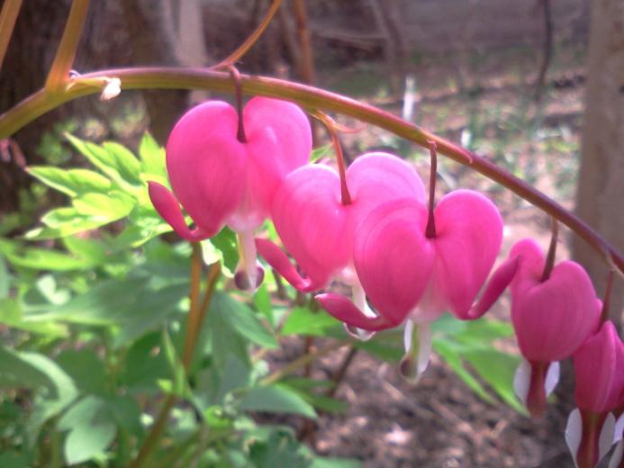 🔥 [50+] Bleeding Heart Wallpapers | WallpaperSafari