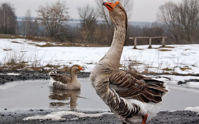 🔥 [70+] Geese Wallpapers | WallpaperSafari