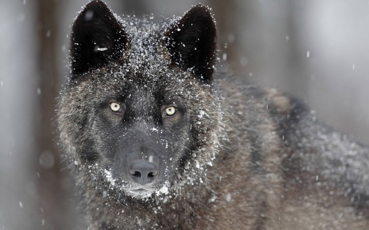 🔥 [70+] Dark Wolf Wallpapers | WallpaperSafari