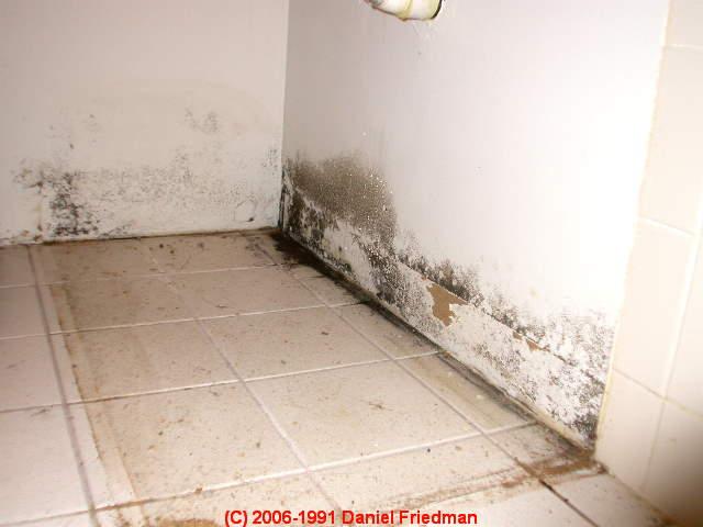 Free download Remediating Mold From Painted Surfaces Surviving Mold ...