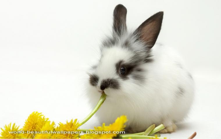 🔥 [50+] Beautiful Rabbits Wallpapers | WallpaperSafari