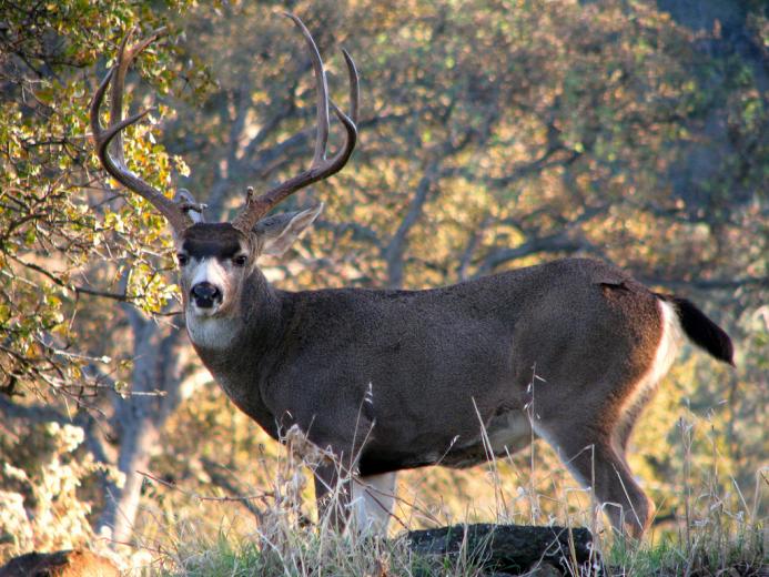 🔥 [50+] Monster Buck Wallpapers | WallpaperSafari