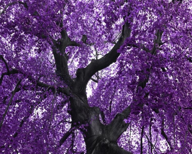 🔥 [70+] Purple Tree Wallpapers | WallpaperSafari