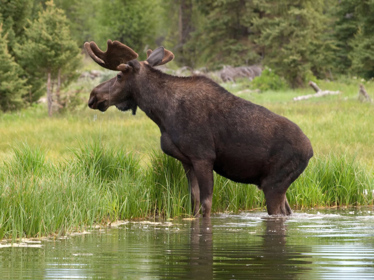 🔥 [50+] Moose Wallpapers | WallpaperSafari