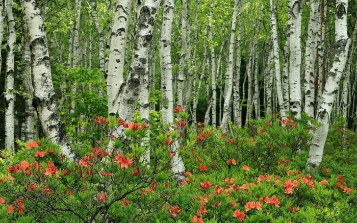 🔥 [30+] Green Birch Wallpapers | WallpaperSafari