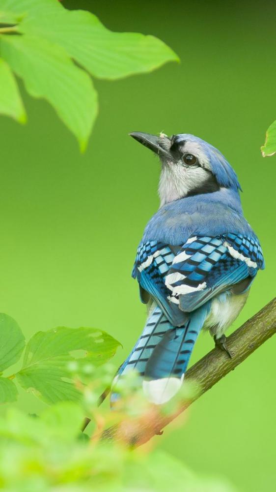 🔥 [70+] Blue Jay Bird Wallpapers | WallpaperSafari
