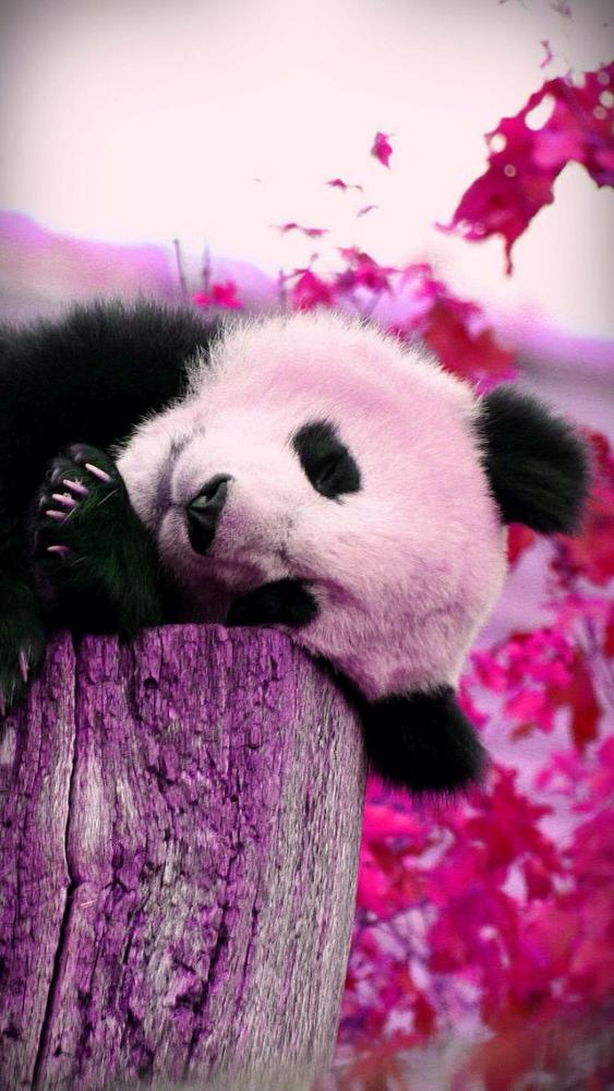 🔥 [20+] Cute Pink Panda Wallpapers | WallpaperSafari