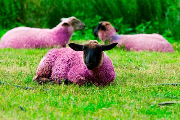 🔥 Free Download Pink Sheep Park Chill Hour by @jessicah49 | WallpaperSafari