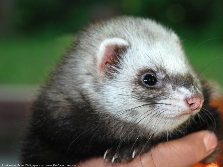 🔥 [70+] Ferret Wallpapers | WallpaperSafari