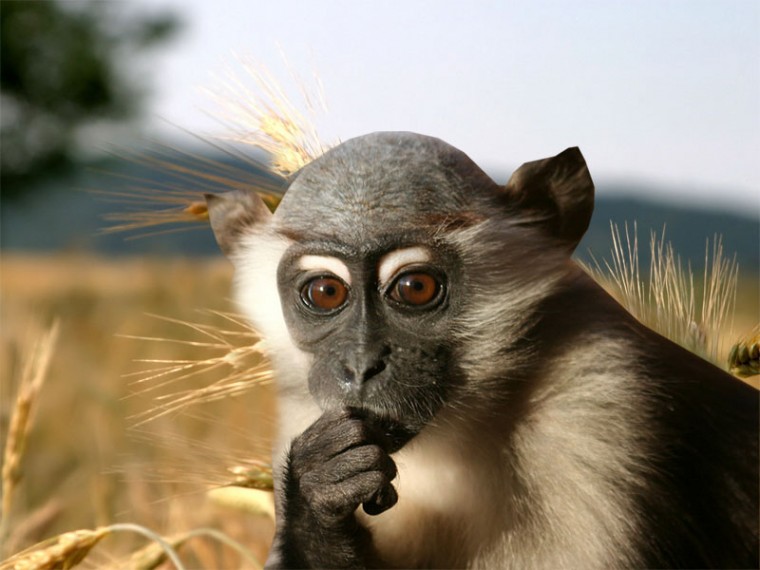 🔥 [50+] Funny Monkey Wallpapers Desktop | WallpaperSafari