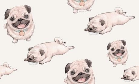 🔥 Free Download Funny Pug Wallpaper by @elizabethsantana | WallpaperSafari