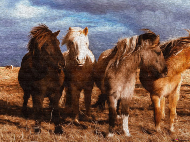 🔥 [60+] Pony Wallpapers | WallpaperSafari