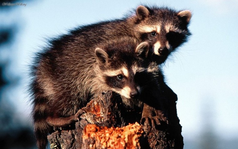 🔥 [110+] Little Rascals Wallpapers | WallpaperSafari