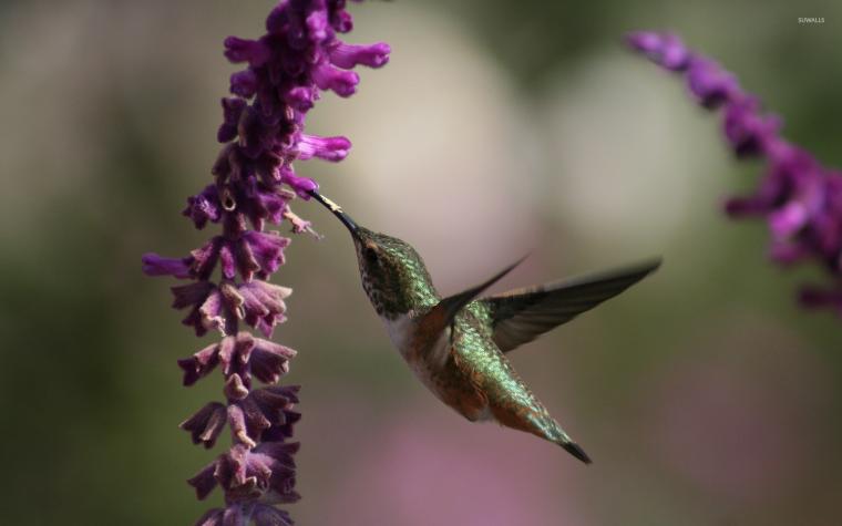 🔥 [140+] Free Hummingbird Desktop Wallpapers | WallpaperSafari