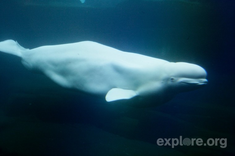 🔥 Free Download Your Ridiculously Cool Beluga Whale Wallpaper Has ...