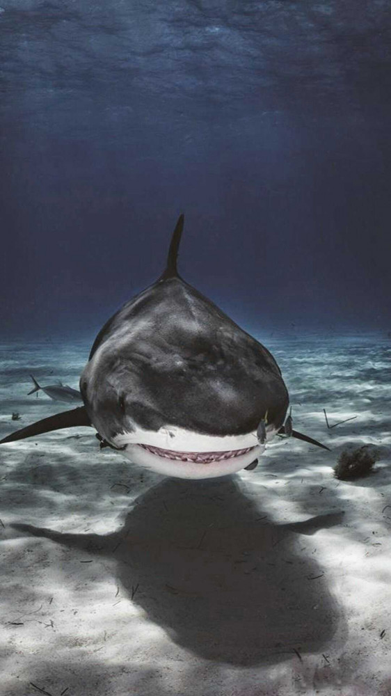 🔥 [80+] Shark Iphone Wallpapers | WallpaperSafari