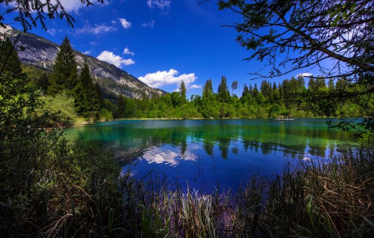 🔥 Free Download Wallpaper Greens Forest Summer The Sky Sun Clouds Trees