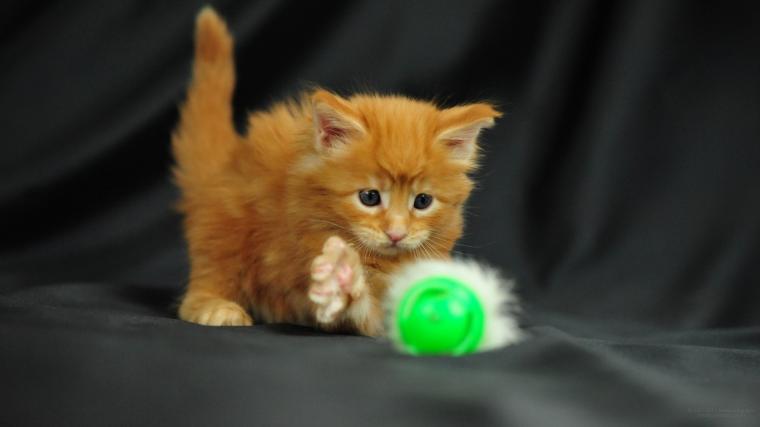 🔥 [50+] Lolcat Wallpapers | WallpaperSafari