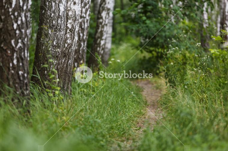 [32+] Grove Background on WallpaperSafari