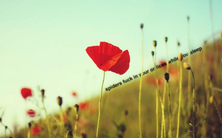 🔥 [50+] Funny Chive Wallpapers | WallpaperSafari