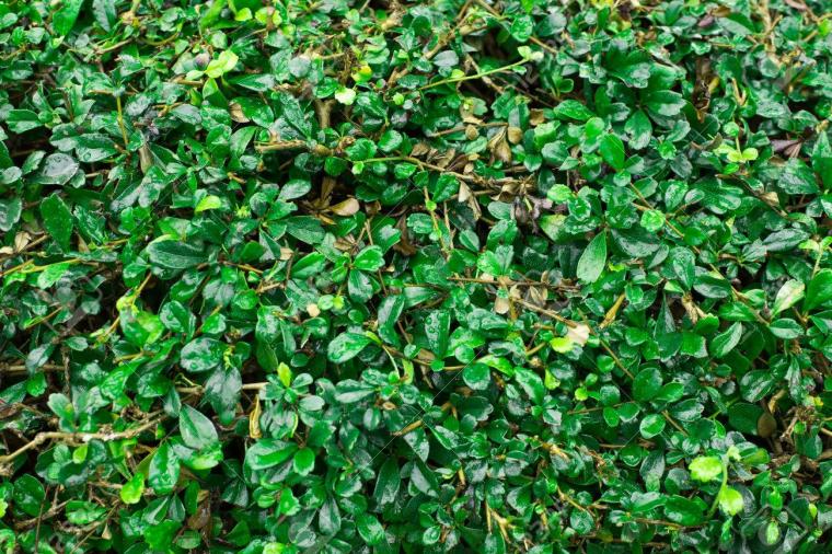 [38+] Bush Wallpaper on WallpaperSafari