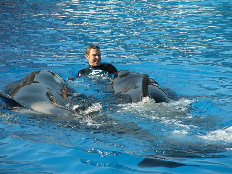 🔥 Free Download Shamu Wallpaper by @egreene | WallpaperSafari