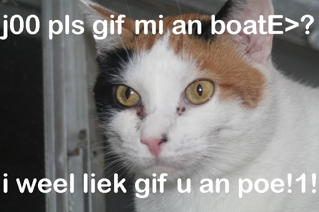 Free download Pictures lolcat Funny Cat desktop wallpaper picture 1024 ...