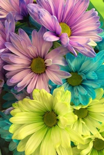 🔥 [30+] Pua Backgrounds | WallpaperSafari