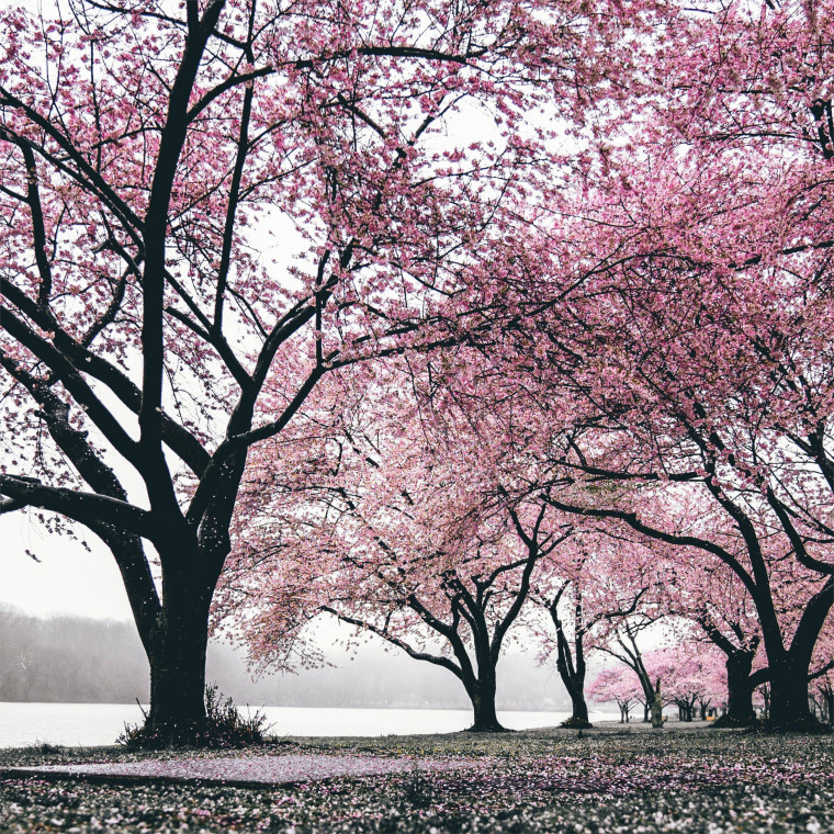 🔥 [40+] Cherry Blossom Tree Wallpapers | WallpaperSafari