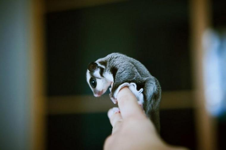 🔥 [90+] Glider Wallpapers | WallpaperSafari